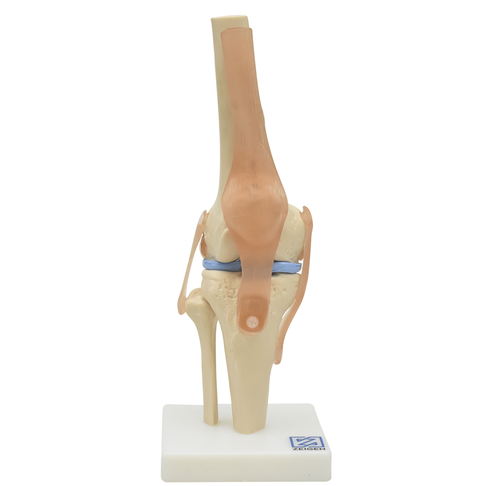 Articulacion de la rodilla | Zeigen
